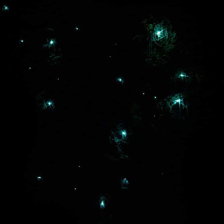 Bintan Fireflies Tour | Bintan Travel Guide (BTG)